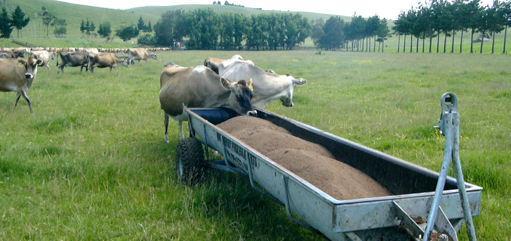 cows-feeding - troughMOBILE